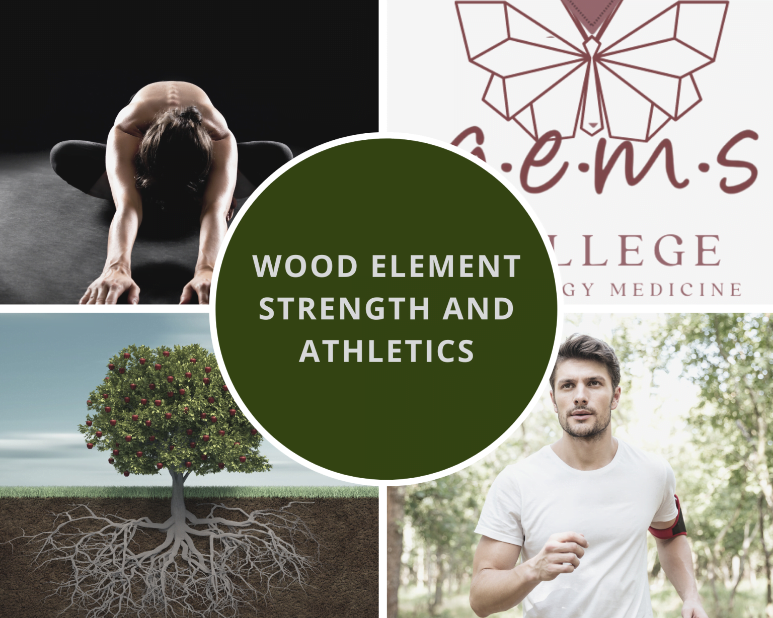Wood Element Path – GEMS College of Energy Medicine
