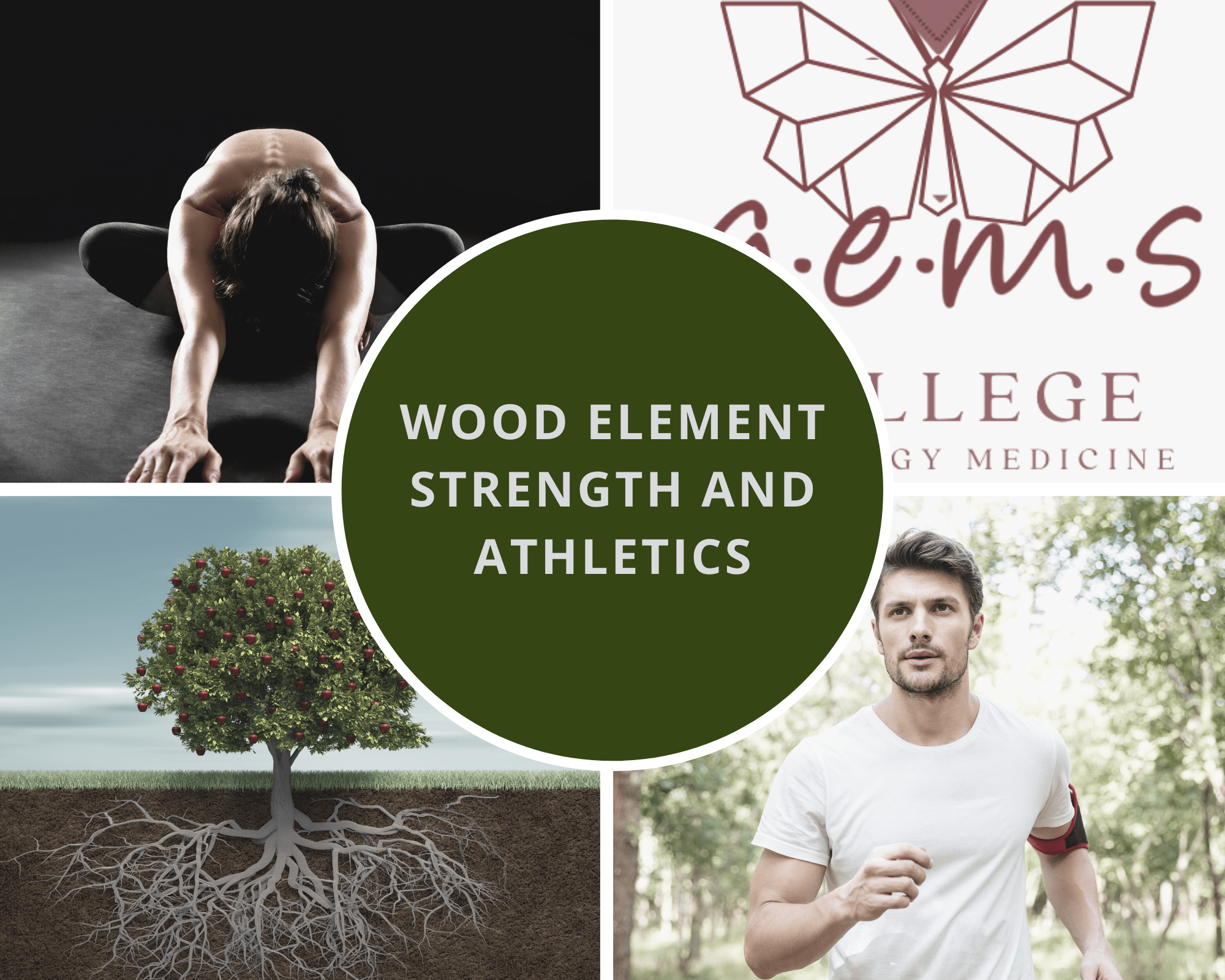 Wood Element Path – GEMS College of Energy Medicine